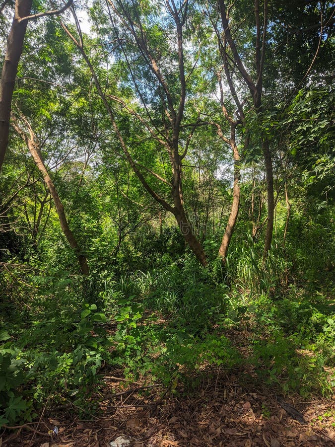 Thin Trees in Dense Vegetation Stock Photo - Image of jungle, deciduous ...