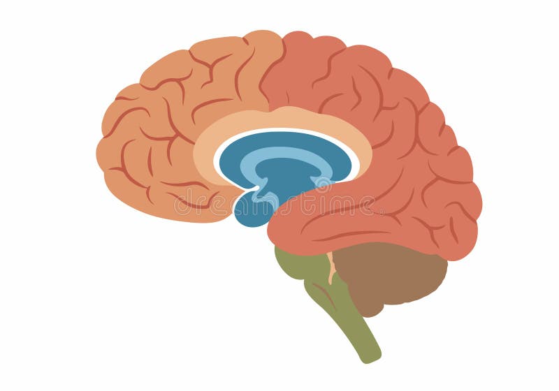 Limbic System Illustration stock photo. Illustration of nervous - 373801372