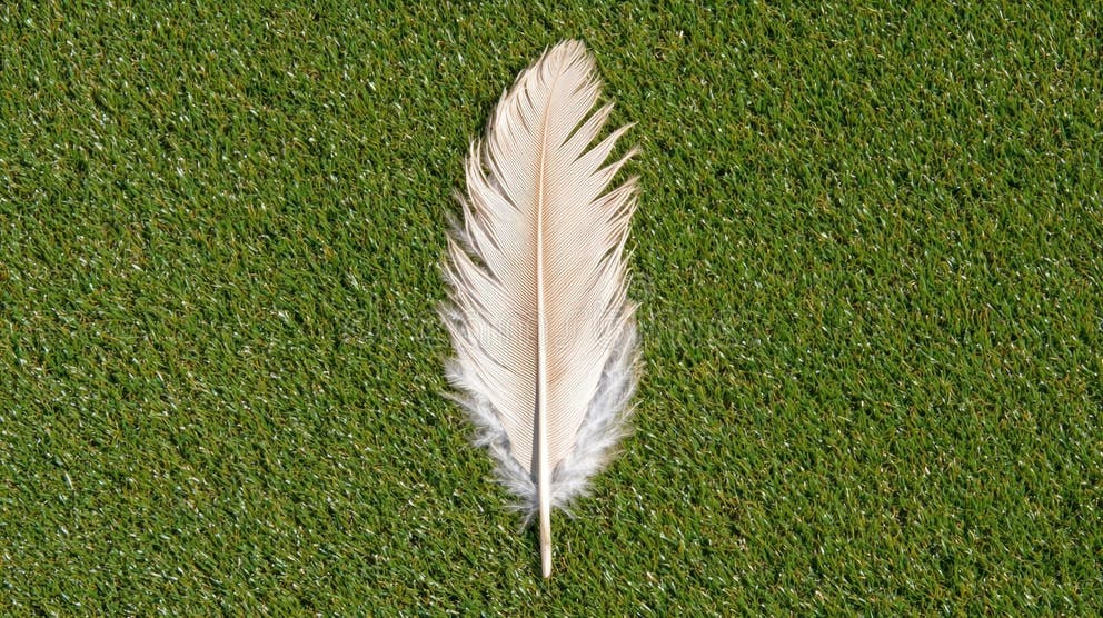 A Single Feather Lies on a Green Surface. Stock Photo - Image of frame ...