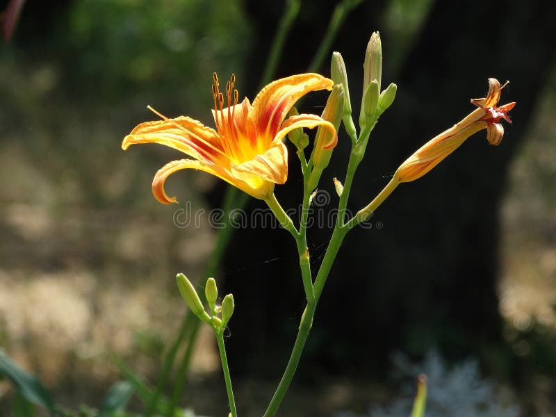 Image Shows a Single Orange Lily with Multiple Blooms, Positioned in ...