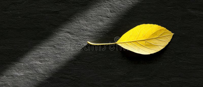 A Single Yellow Leaf on a Black Surface. Stock Photo - Image of visible ...