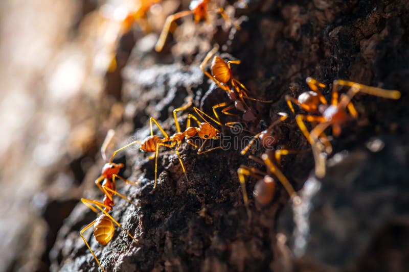 A Swarm of Red Ants are Hunting for Prey. Stock Photo - Image of duty ...