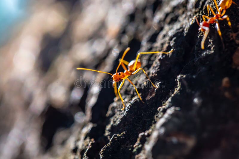 A Swarm of Red Ants are Hunting for Prey. Stock Photo - Image of ...
