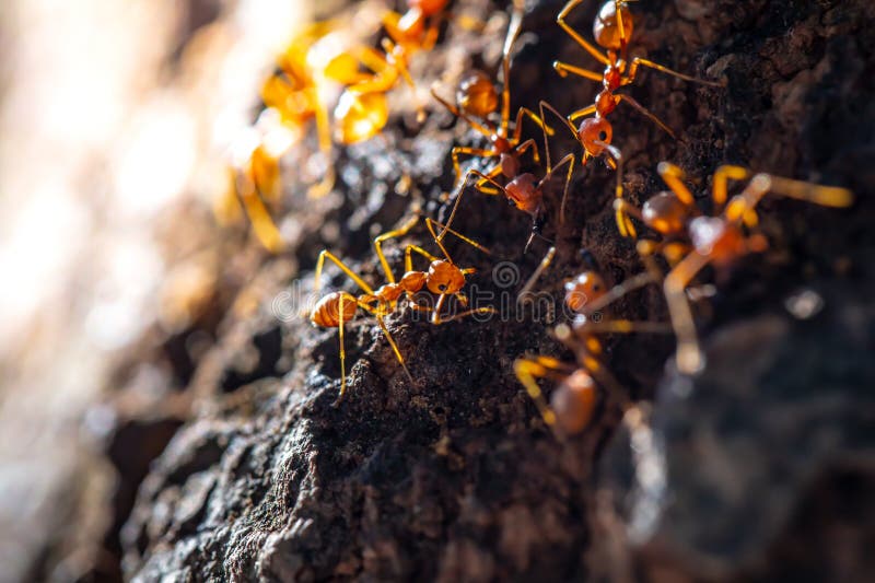 A Swarm of Red Ants are Hunting for Prey. Stock Image - Image of ...
