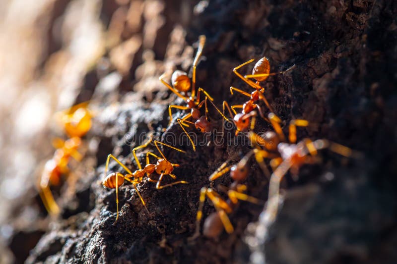 A Swarm of Red Ants are Hunting for Prey. Stock Photo - Image of ...