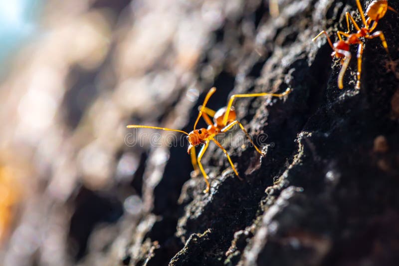 A Swarm of Red Ants are Hunting for Prey. Stock Image - Image of ...