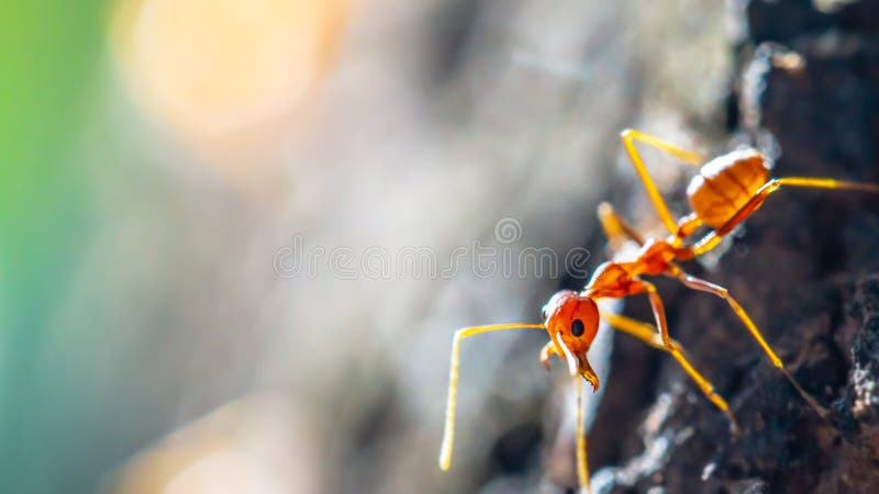 A Swarm of Red Ants are Hunting for Prey. Stock Image - Image of leaf ...