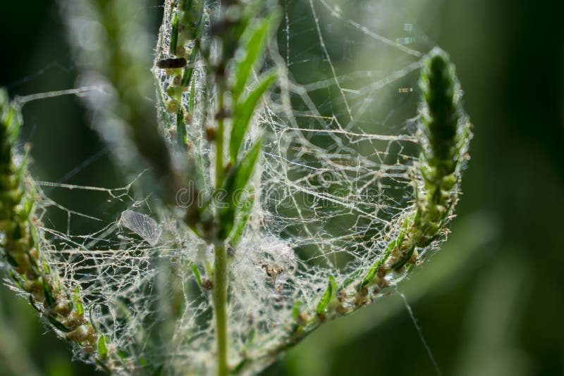 240 Fine Webbing Stock Photos - Free & Royalty-Free Stock Photos from ...