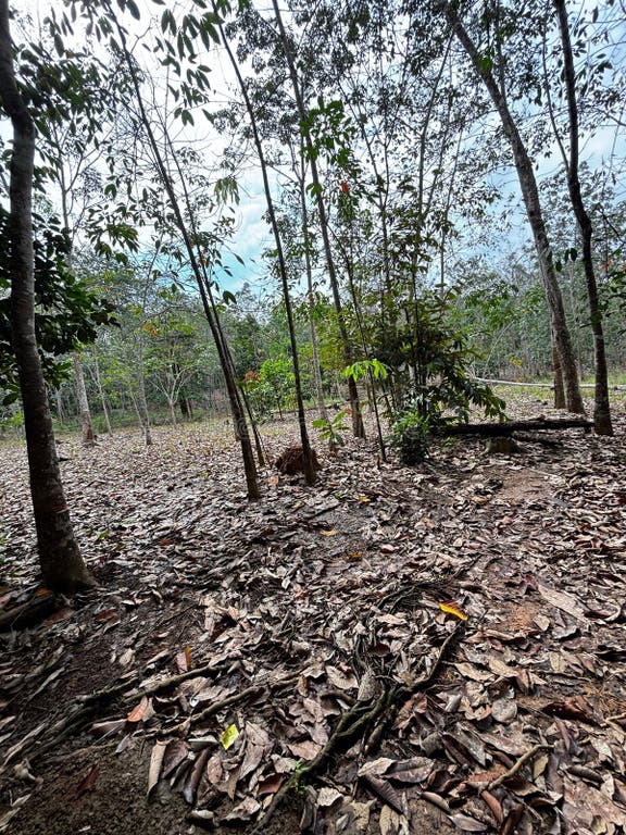 The Image Shows a Sparsely Populated Forest Floor Covered in a Thick ...