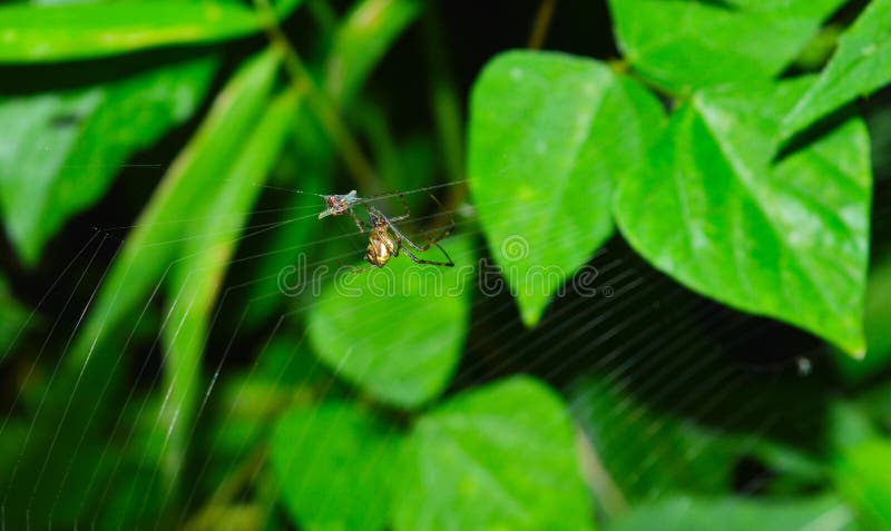 Vomit Blood Stock Photos - Free & Royalty-Free Stock Photos from Dreamstime