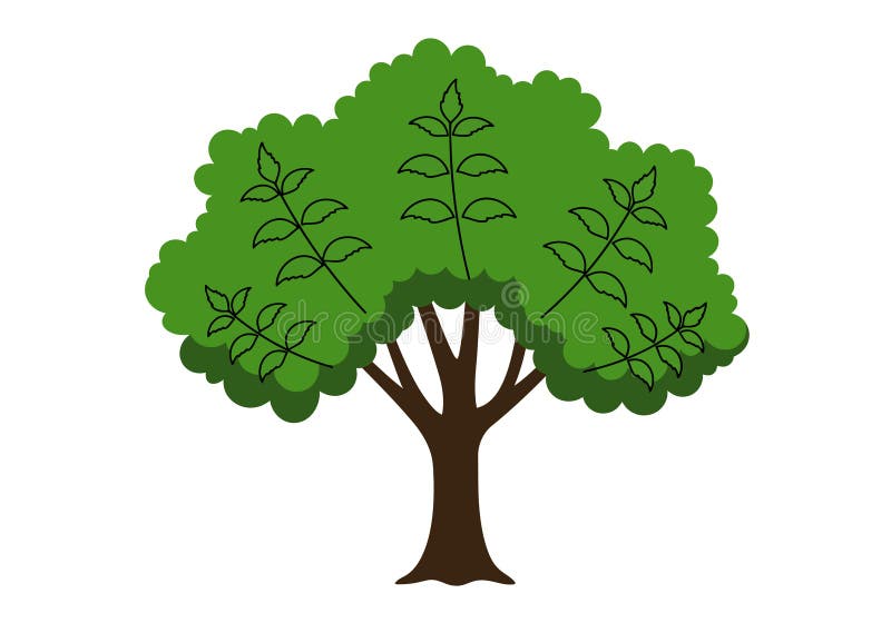 Neem tree clipart stock vector. Illustration of botanical - 365704452