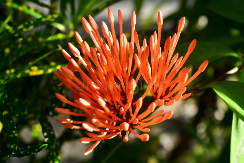 Red Spike Flower with Its Leaf Stock Photo - Image of king, fresh ...