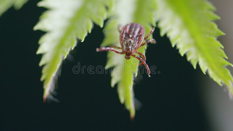 A CloseUp Image Capturing a Tick Resting on Beautiful Green Fern Leaves ...