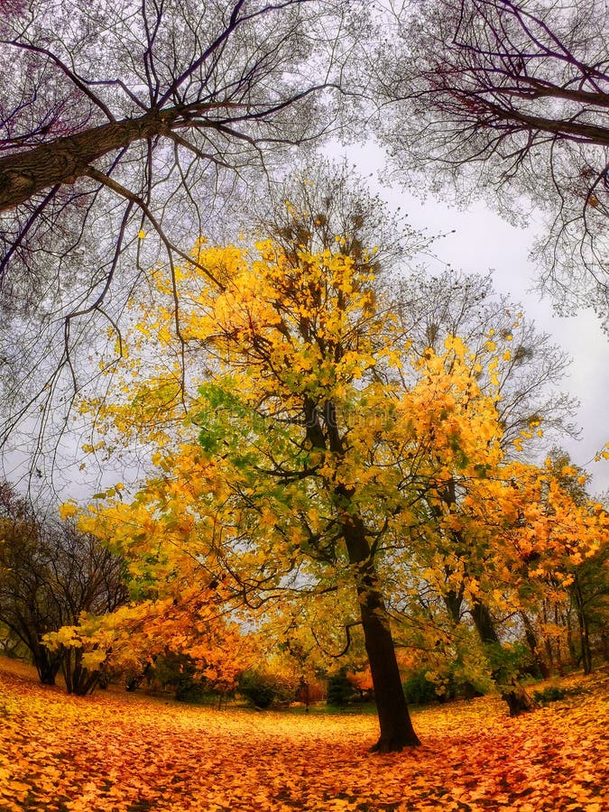The Image Shows a Tree in Full Autumn Splendor, Surrounded by a Ground ...