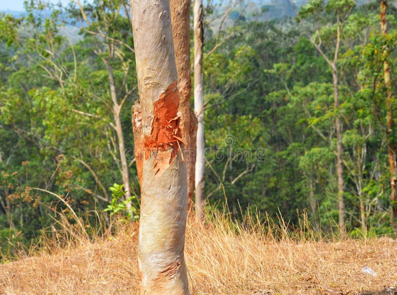 Tree Chopped Half Way Illegally Stock Image - Image of leaves, nature ...