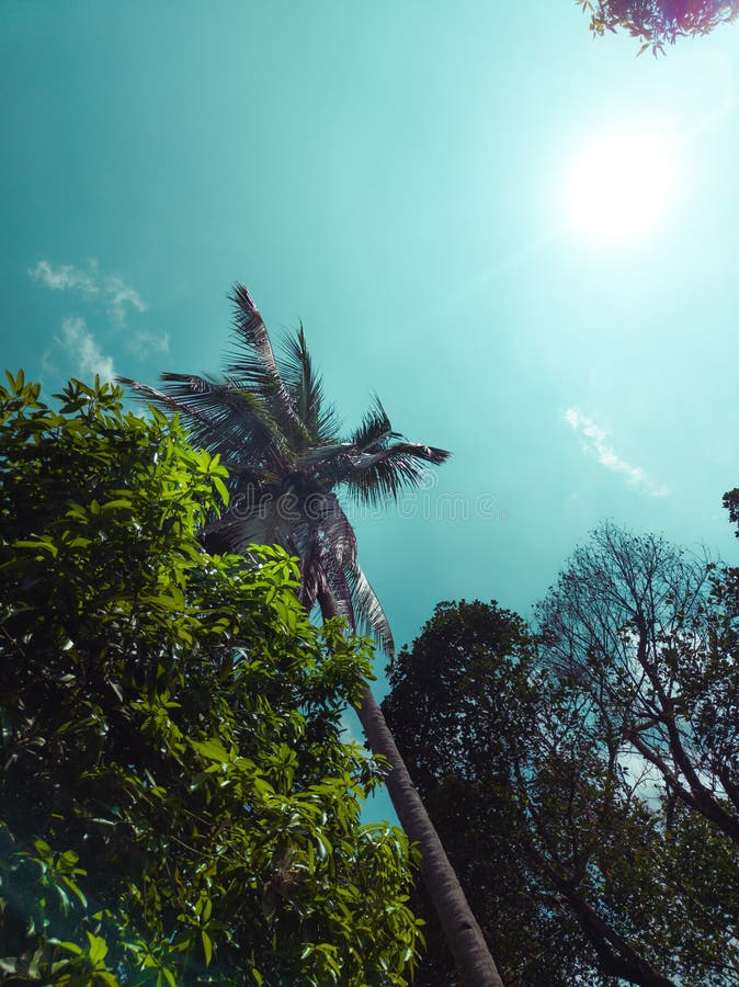 The Image Shows a Tree with a Large Branch Under a Sunny Sky with ...