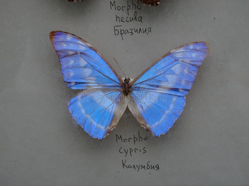 Image Shows Two Open-winged, Vibrant Blue Butterflies with Transparent ...