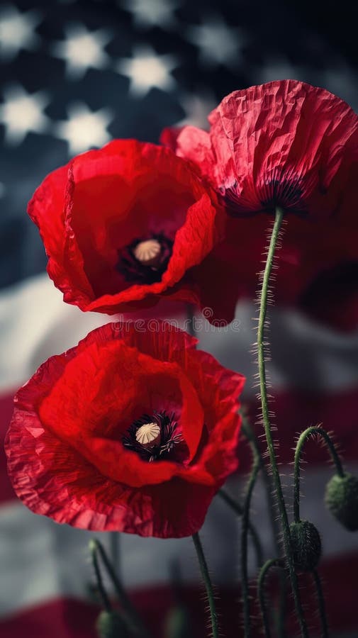 Image Shows Two Red Poppies Placed in Front of an American Flag Stock ...