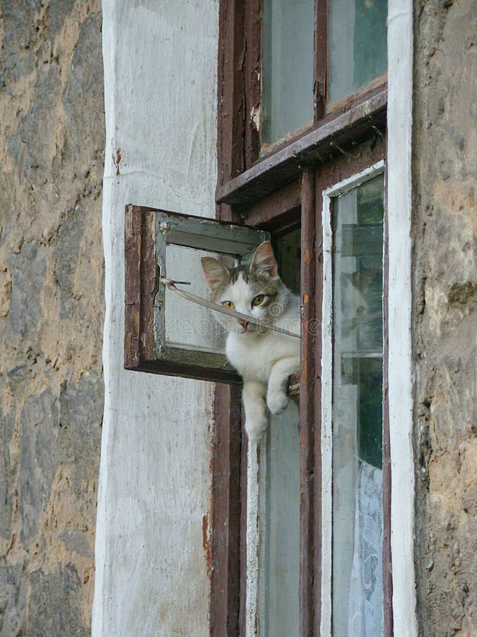 Image Shows an Urban Scene with a Cat Peering Out from a Weathered ...
