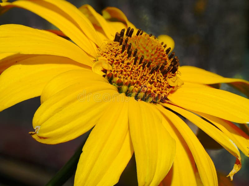 The Image Shows a Vibrant Yellow Flower with a Complex and Detailed ...
