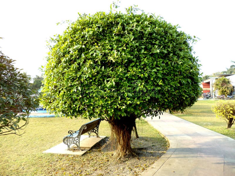 Beautiful Ficus Panda Plant in Garden ,evergreen Bushy Plant. Stock ...