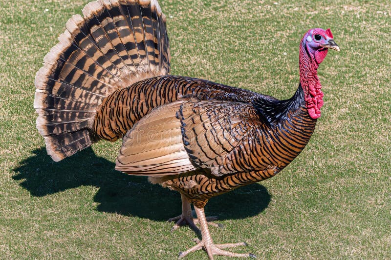 The Image Shows a Wild Turkey Standing on Grass, with the Forest As Its ...