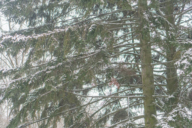 Image Shows a Winter Scene with Snow-covered Evergreen Trees, Possibly ...