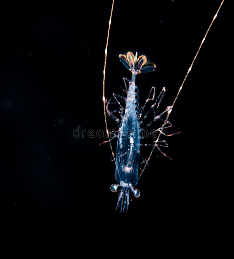 Image of Shrimp at Night in the Ocean. Stock Image - Image of shrimp ...