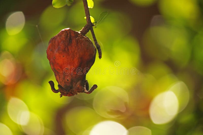 SHRIVELLED POMEGRANATE on a TREE Stock Image - Image of summer ...