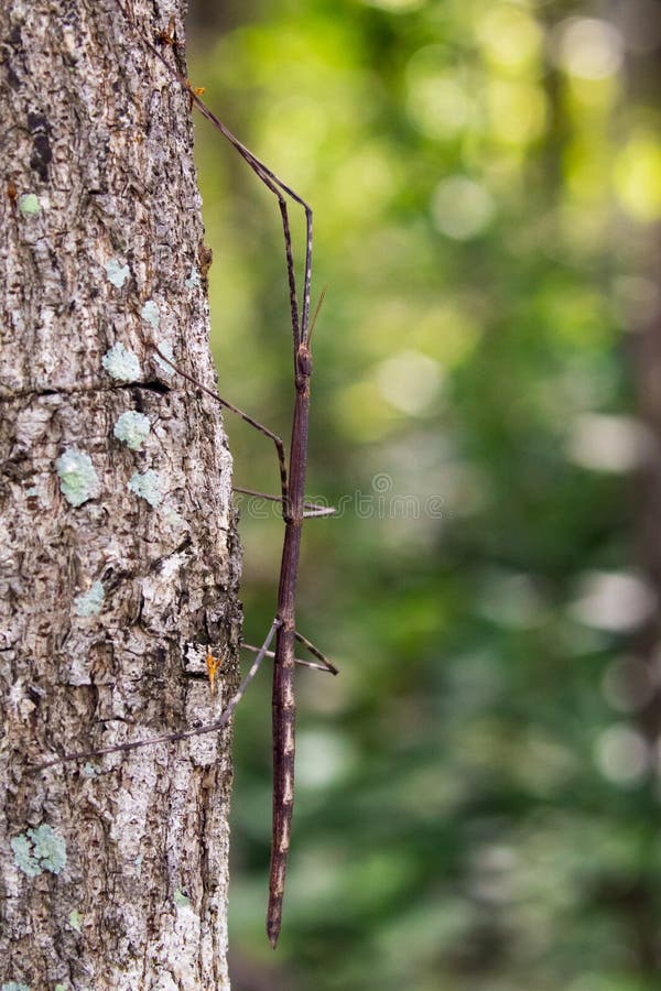 Image of a Siam Giant Stick Insect on the Tree. Insect Stock Photo ...
