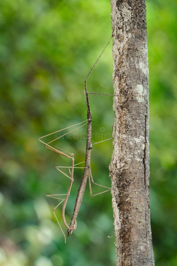 Image of Siam Giant Stick Insect on Tree on Nature Background. Stock ...