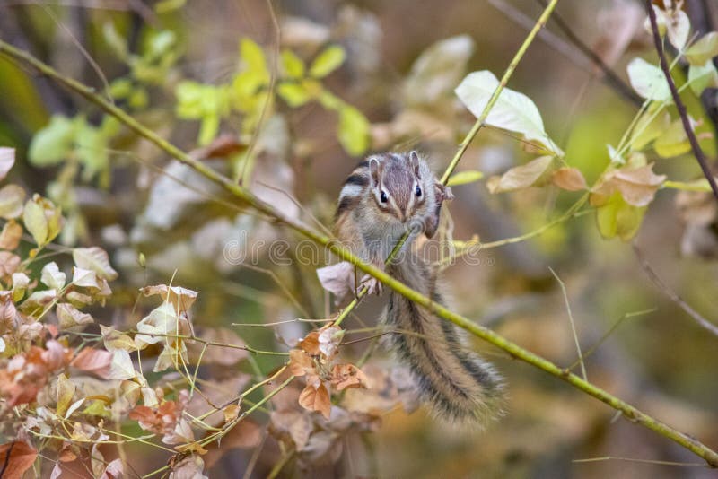 Image of a Siberian Chipmunk Standing on the Branch of a Tree in the ...