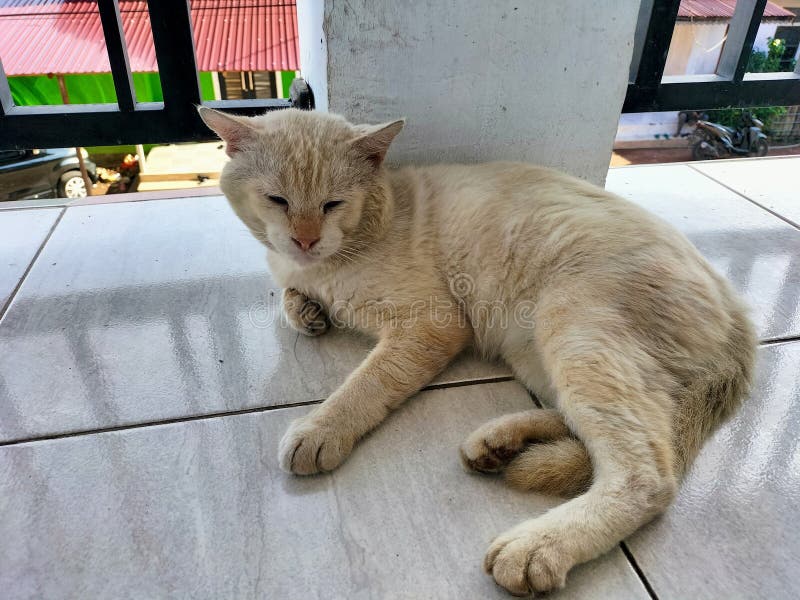 Image of Sick Cat Looks Very Sad Stock Image - Image of wildlife ...