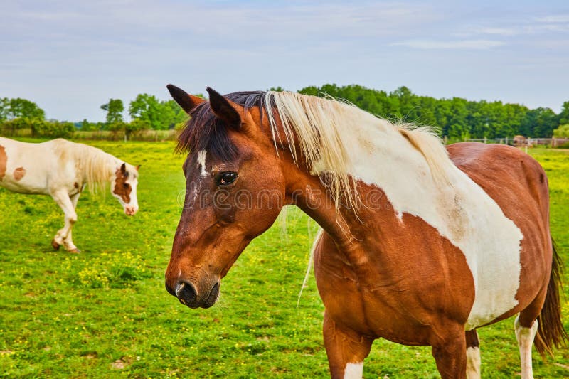 Side View of Two Brown and White Paint Horses with One that Has ...