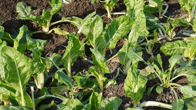 Image of Silverbeet Field. Silverbeet or Swiss Chard Growing in ...