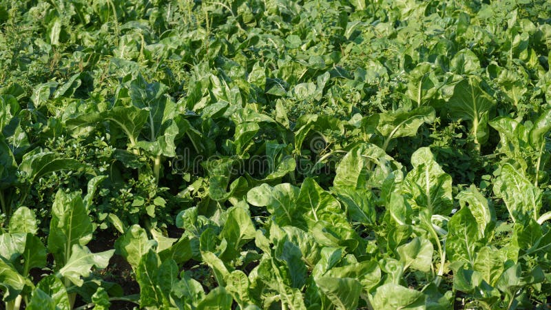 Image of Silverbeet Field. Silverbeet or Swiss Chard Growing in ...