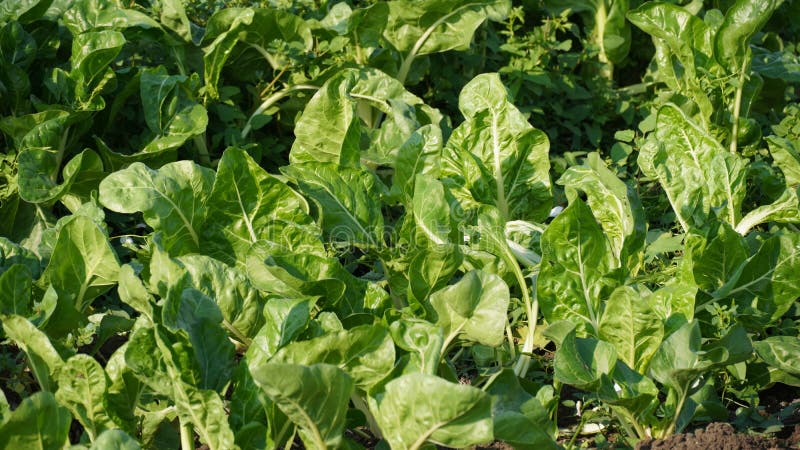 Image of Silverbeet Field. Silverbeet or Swiss Chard Growing in ...