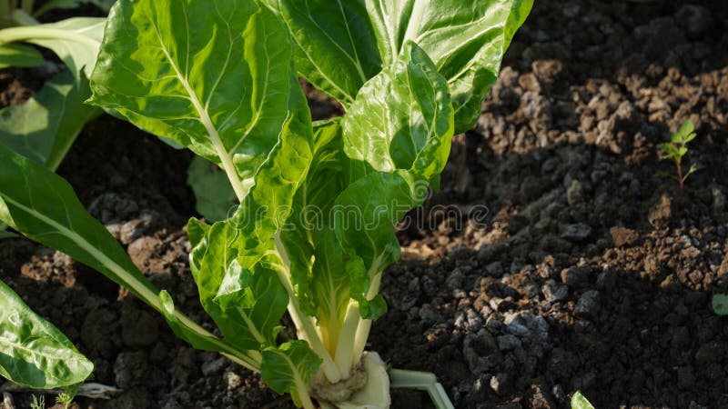 Image of Silverbeet Field. Silverbeet or Swiss Chard Growing in ...