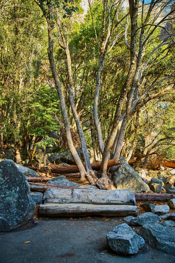 Simple Bench Next To Cluster of Trees Growing Over Rocks Stock Photo ...