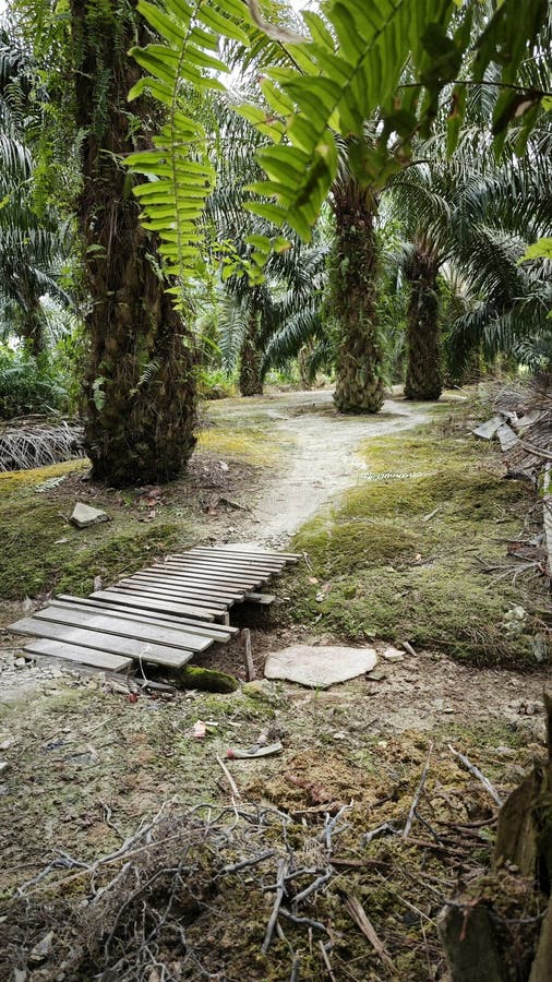 A Simple Short Wooden Bridge Pathway at the Plantation Drainage ...