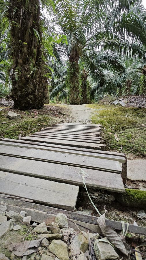 A Simple Short Wooden Bridge Pathway at the Plantation Drainage ...