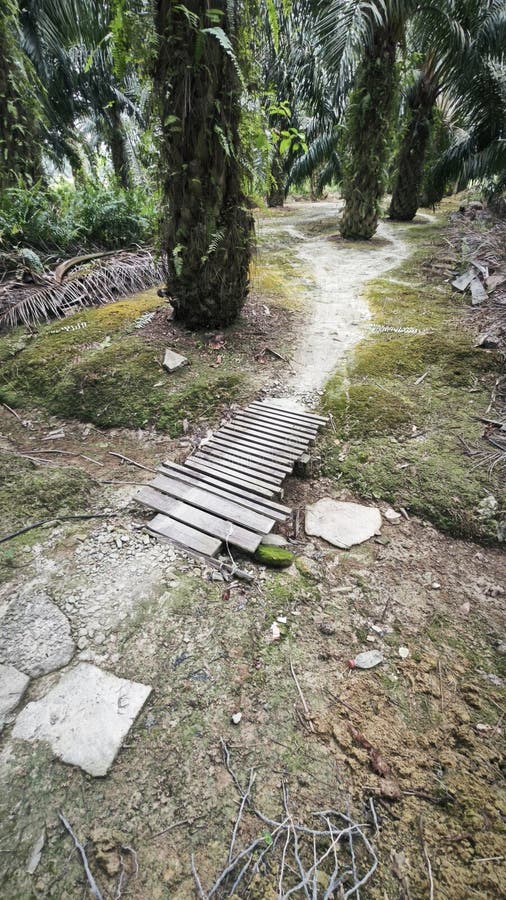 A Simple Short Wooden Bridge Pathway at the Plantation Drainage ...