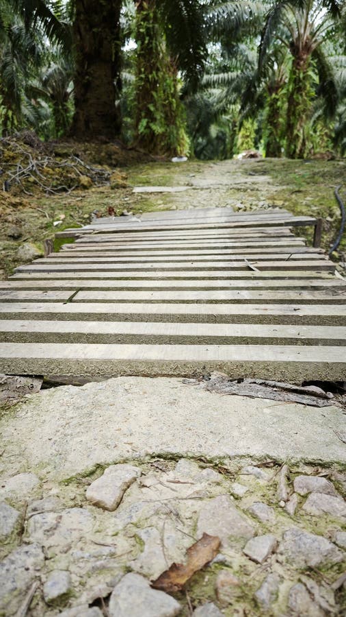 A Simple Short Wooden Bridge Pathway at the Plantation Drainage ...