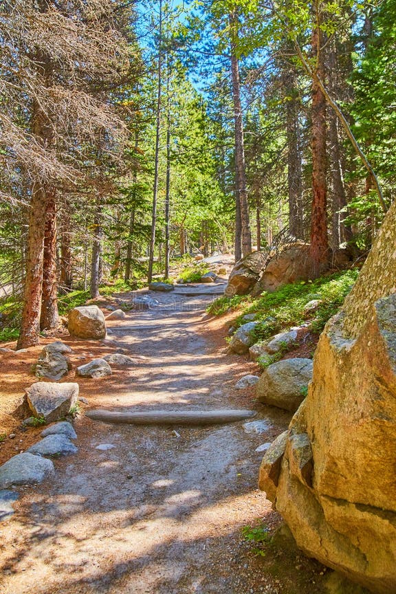 Simple Trail Path through Pine Trees with Steps and Stone Guides Stock ...
