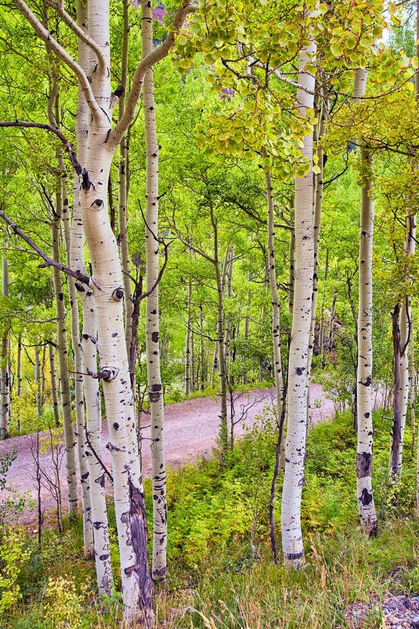 Simple Walking Path through Forest with Detail of Aspen Trunks Near ...