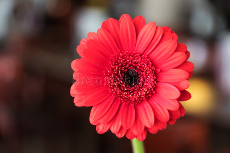 Single Beautiful Red Gerbera Stock Photo - Image of petal, fresh: 137382076