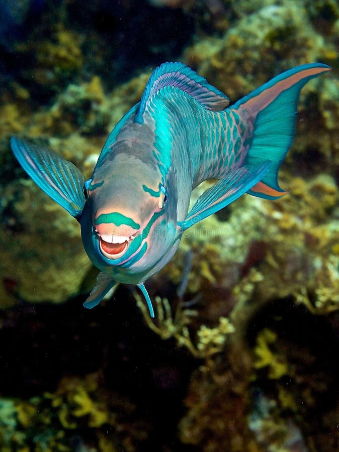 Image of a Single Blue Queen Parrotfish Swimming in the Water. Stock ...