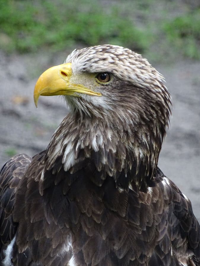 Image of a Single Brown White-tailed Eagle with Yellow Beak. Stock ...