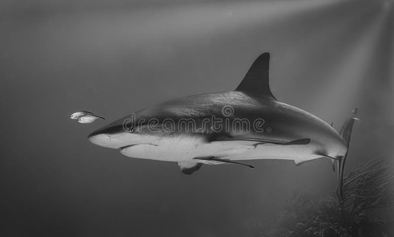 Image of a Single Bull Shark Swimming in the Water in Back and White ...