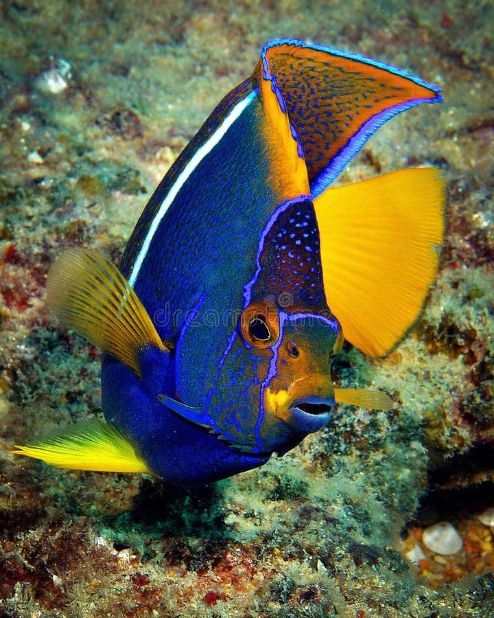 Image of a Single Colorful King Angelfish Swimming in the Water. Stock ...